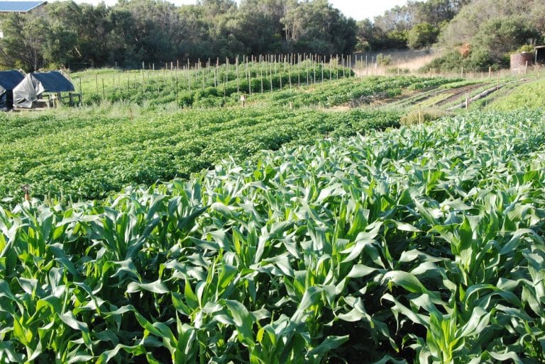 Lợi Ích Của Trồng Xen Canh Và Những Lưu Ý Quan Trọng Cho Nhà Nông